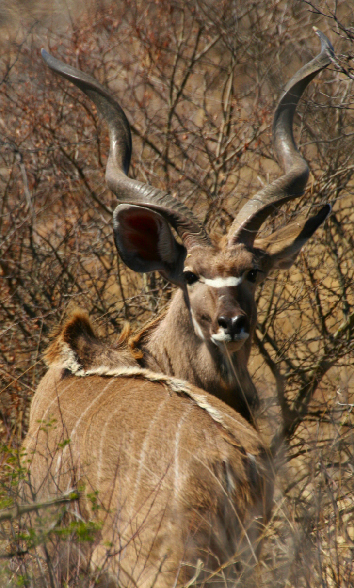 Makanyane Safari Lodge - Makanyane
